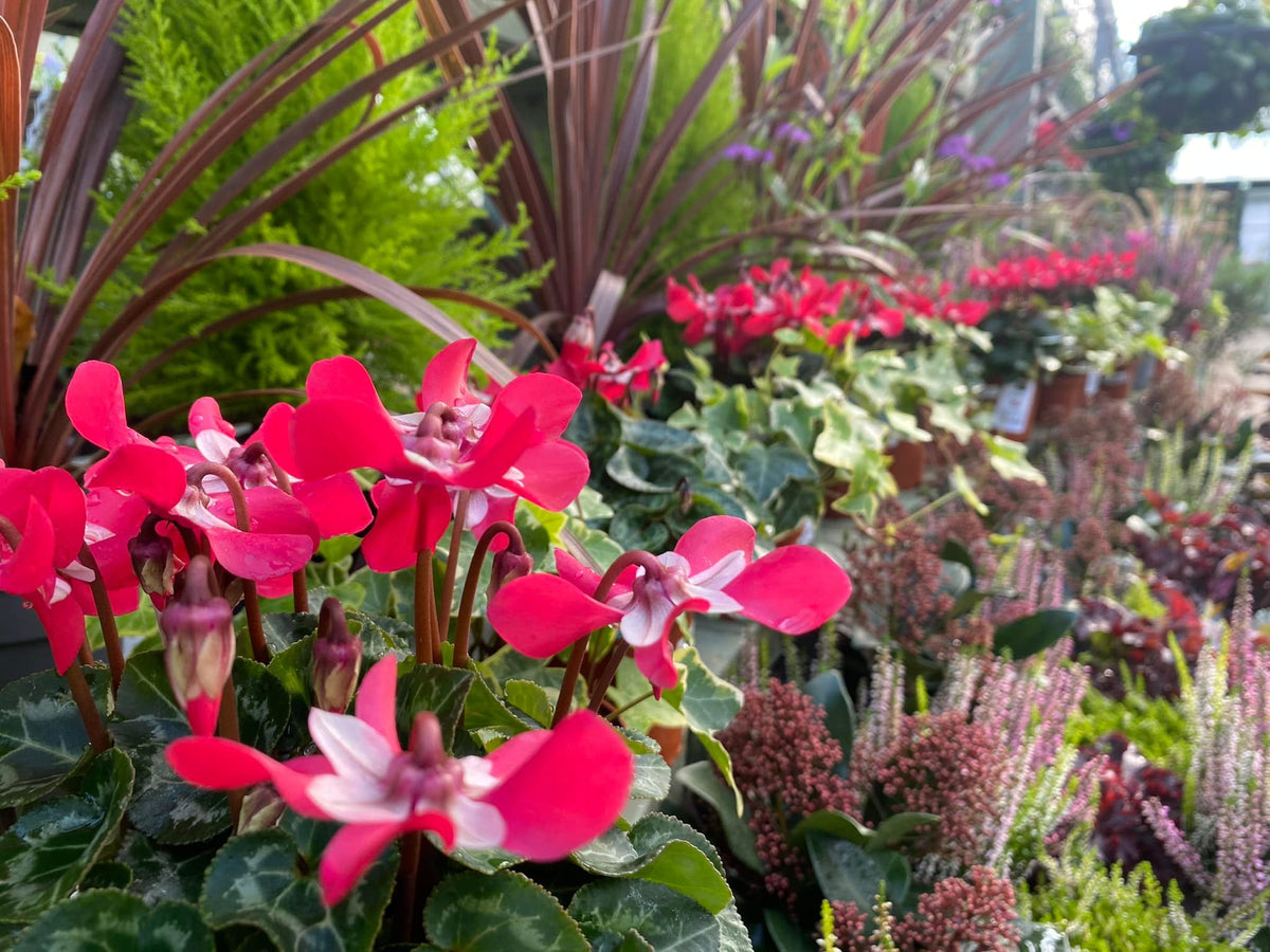 Autumn / Winter Bedding Plants – Davies Brothers Nursery Ltd